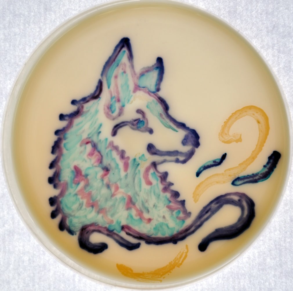 2016 Winners of the Agar Art Competition – in Pictures