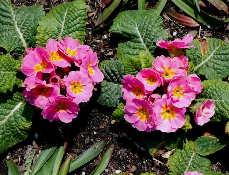 My Virtual Garden: Chicago Botanic Sp