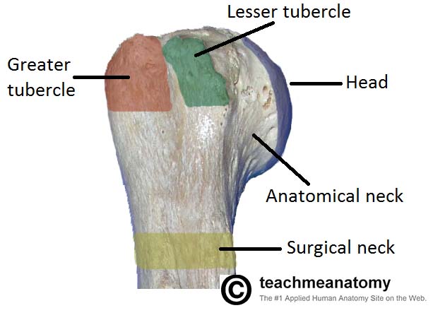 Ortho Fracture Series 1: Proximal Humerus Fracture