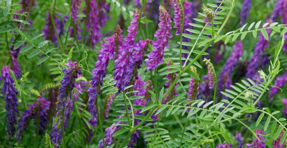 FAMILIA FABÁCEAS (LEGUMINOSAS) Página Jimdo de iberoflora - Manifica