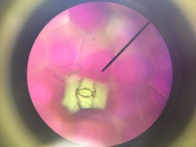 swifty science: stomata lab