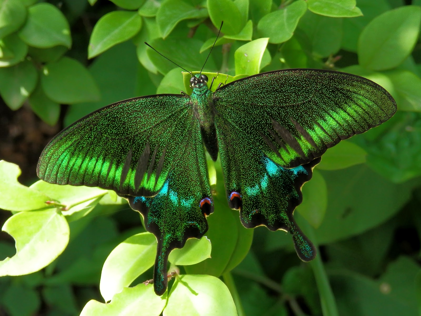 Butterflies of Pakistan