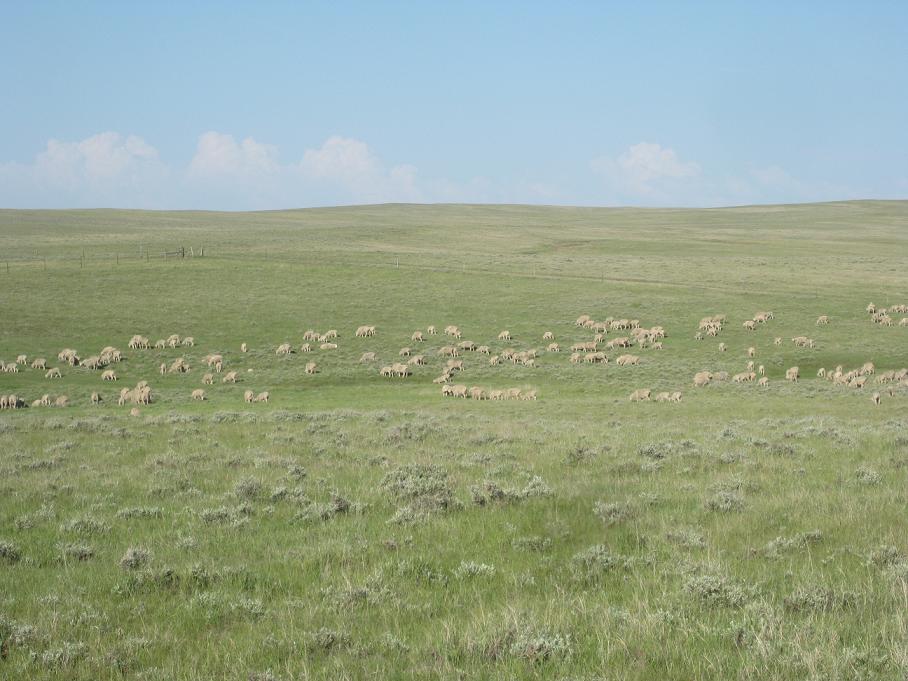 Gumbo Lily: Gumbo Lilies on the prairie...