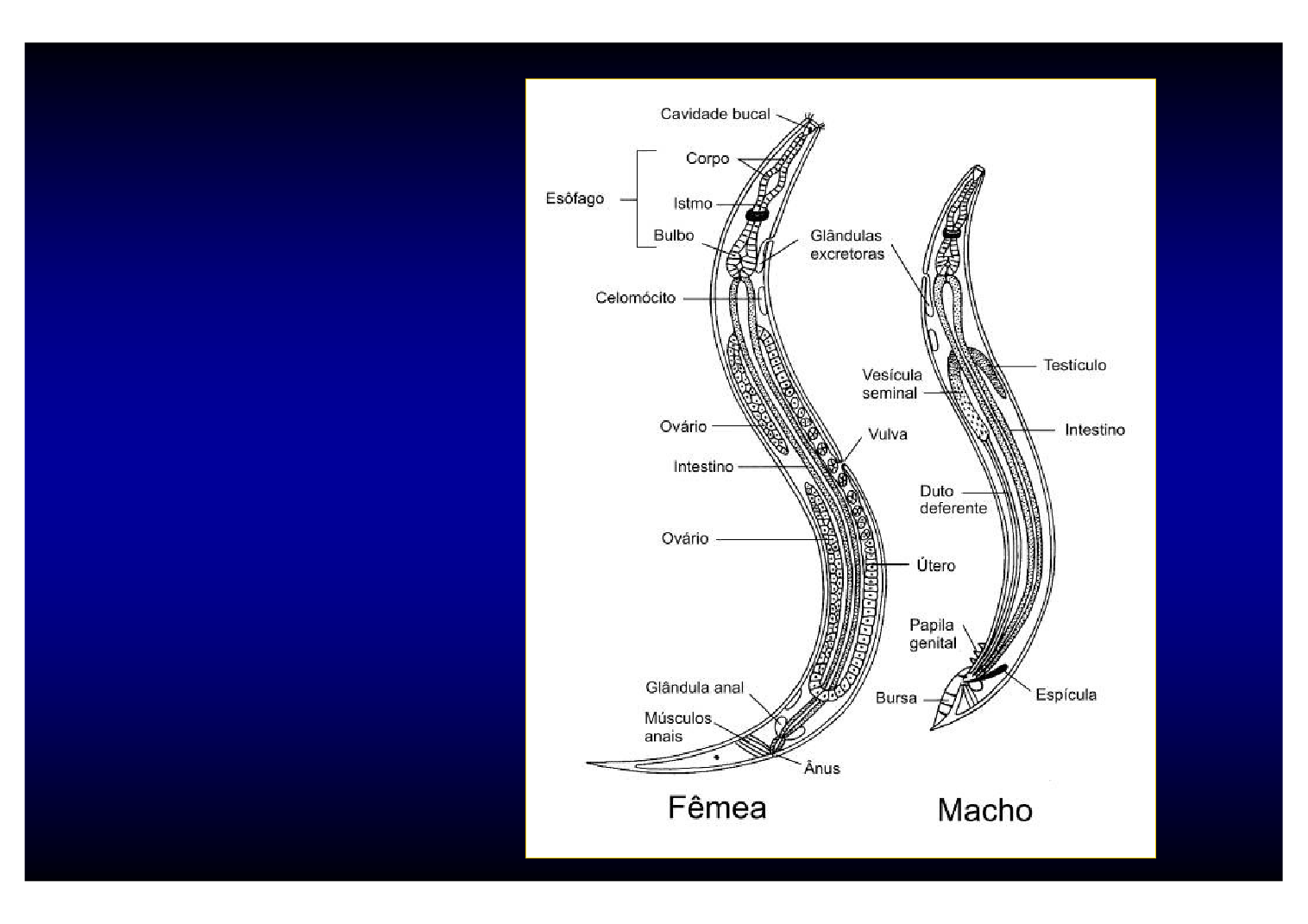 Biofimdomundo: Nematelmintos