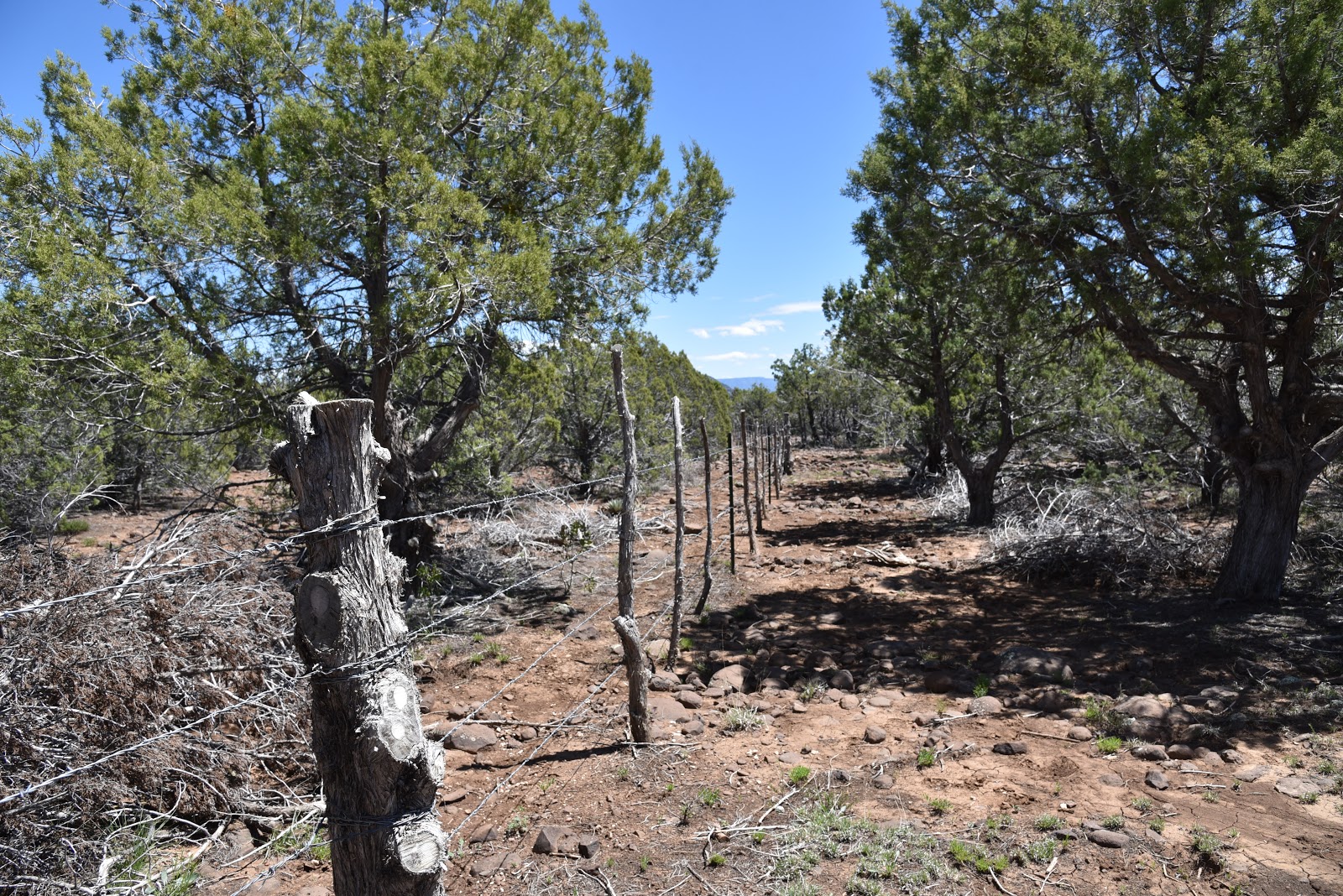 Arizona Hiking: CEDAR MESA