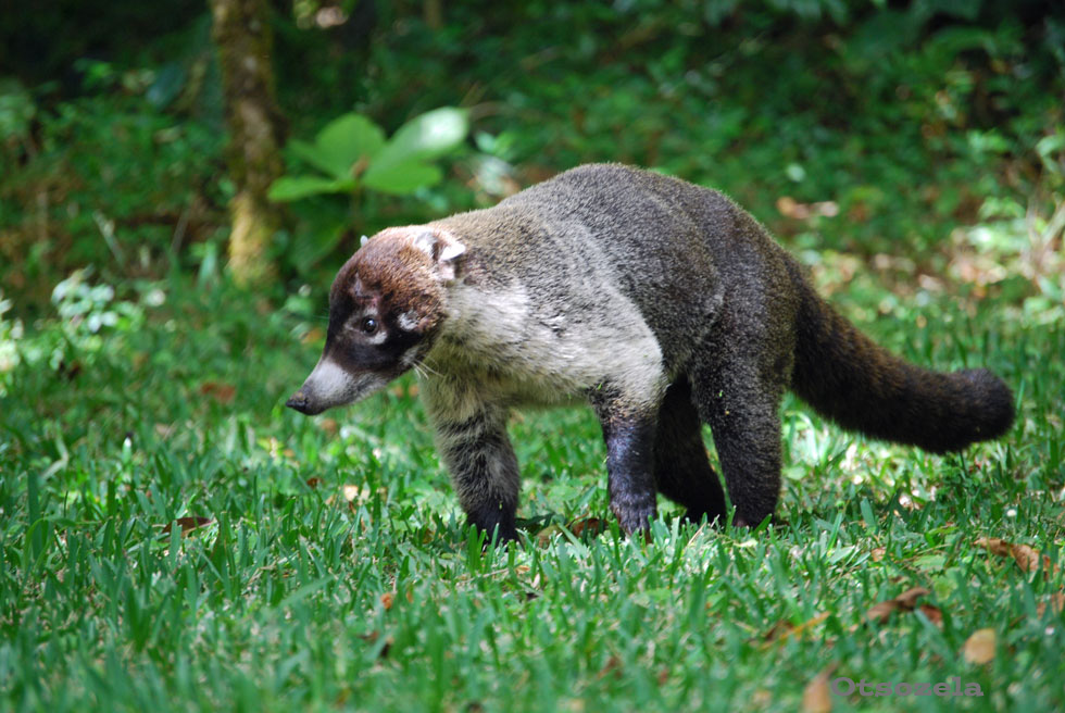 Nómadas de la imagen: Pizote