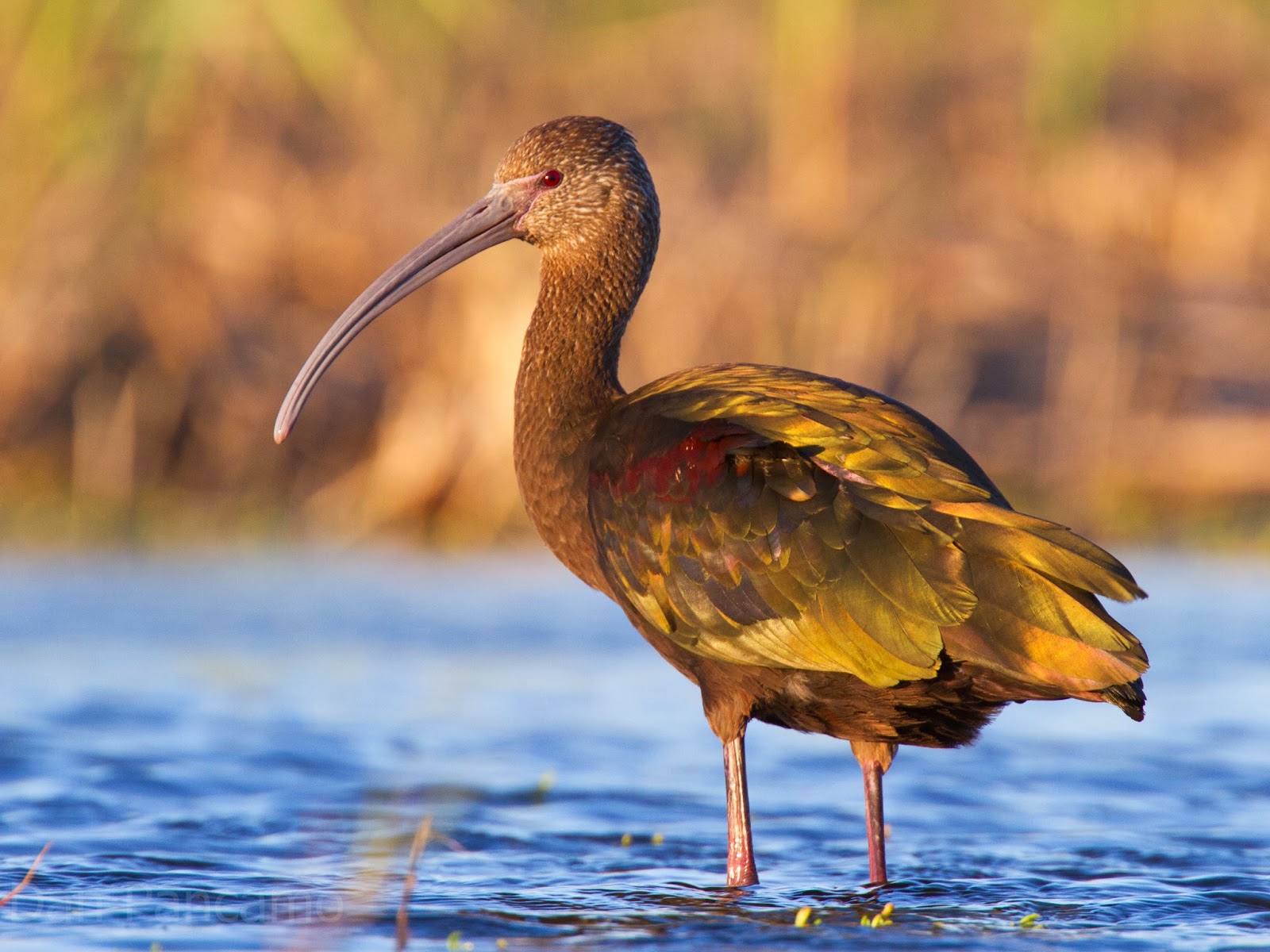 IBIS BIRD photos - wallpapers | the fun bank