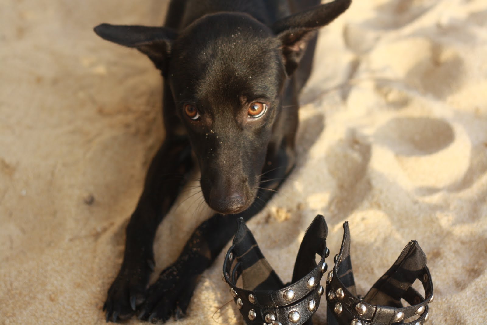 Moonhiy: Les chiens de Phu Quoc