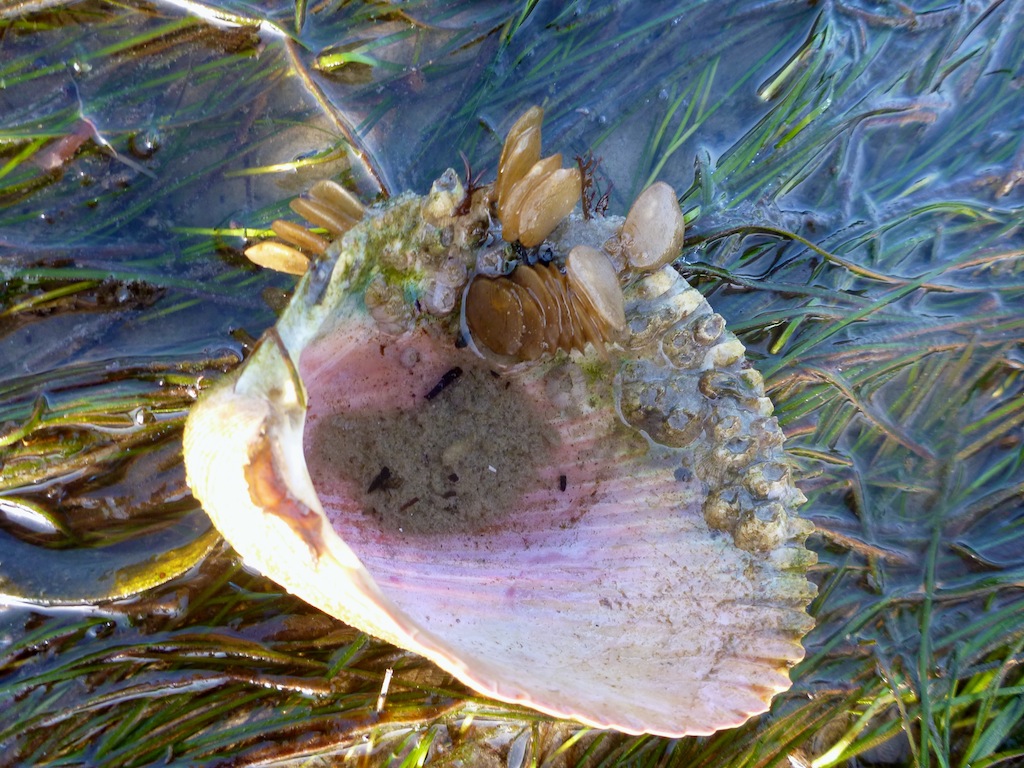 Shelllady: Exploring the neighborhood.