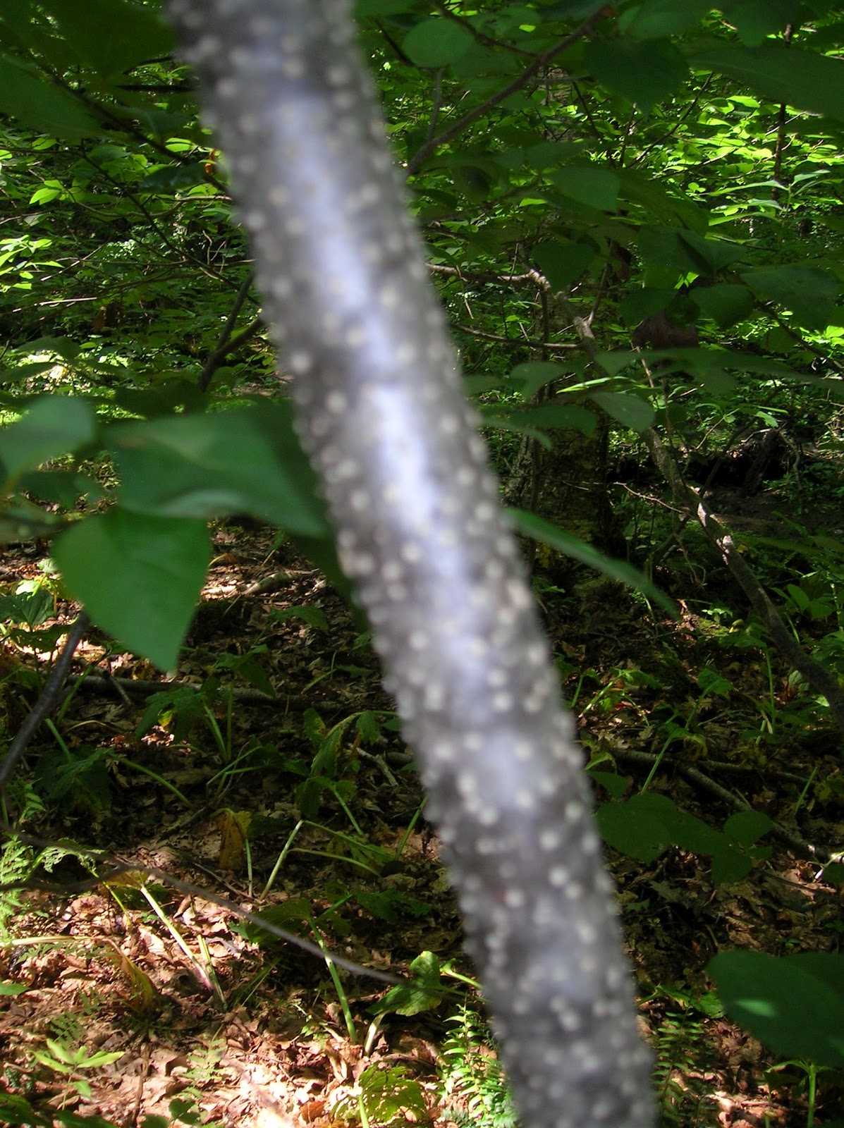 Totally Sustainable: Edible Wild Plants - Lindera benzoin