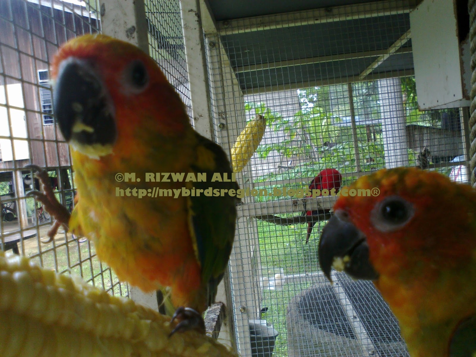 My Birds Region: SUN CONURE