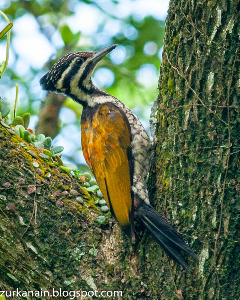 Zul Ya - Birds of Peninsular Malaysia: Common Flameback Woodpecker