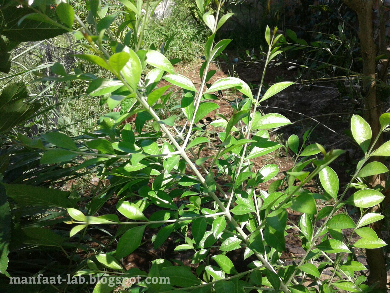 Pohon pacar kayu untuk kutek kuku - Manfaat-Lab