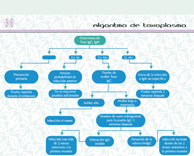 ORTHIN LABORATORIO DE REFERENCIA EN COSTA RICA: Algoritmo de Toxoplasma