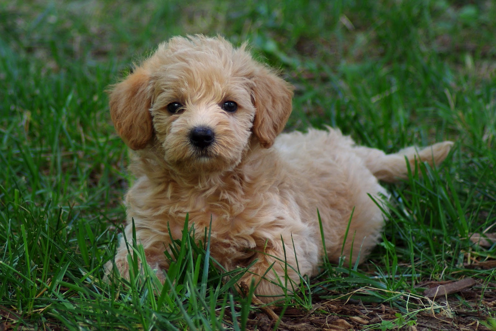 Growing Puppies - Virginia Schnoodle Breeder --Hypoallergenic Dogs: A ...