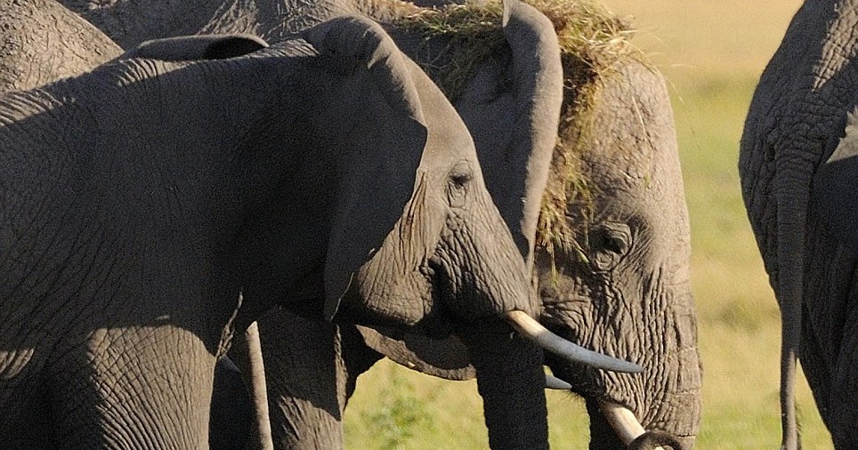 White Wolf : Elephants huddle round female to protect her from prowling ...