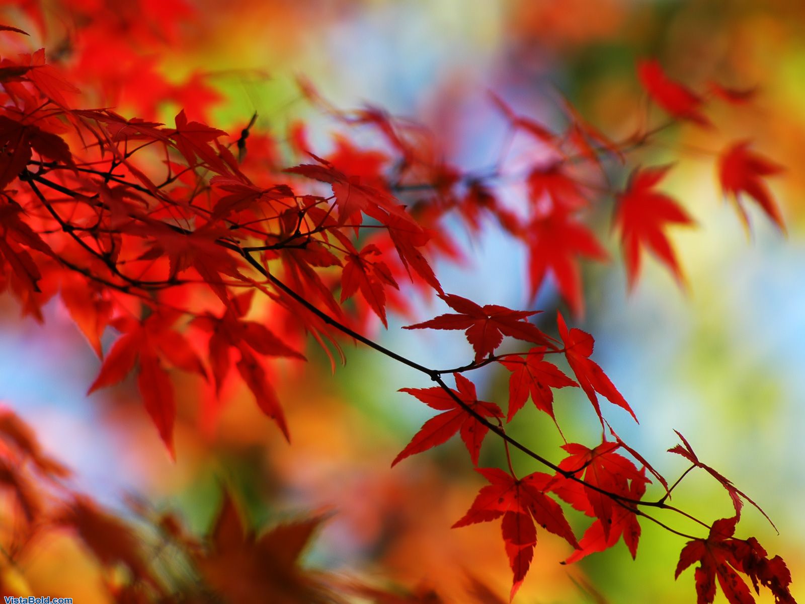 Autumn Seasons Pictures - Nature Wallpaper
