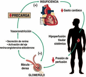 Fisioterapia Cardiorespiratoria : INSUFICIENCIA CARDIACA