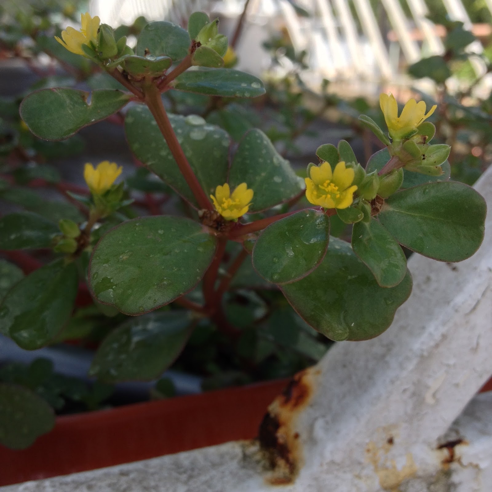 Puerto Rico Sano: La Verdolaga en Puerto Rico