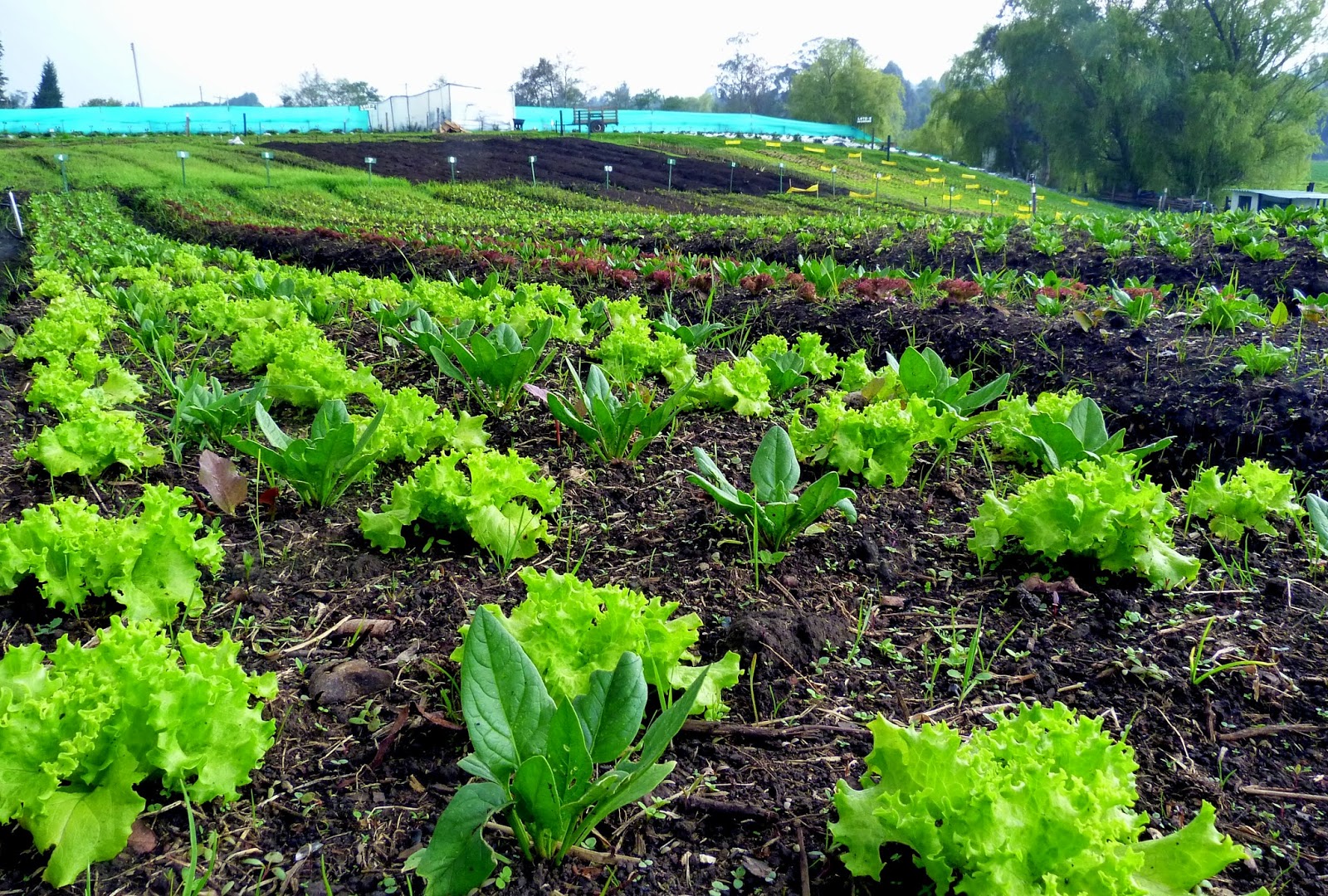 ECO-AGRO: TV AGRO GUATEMALA