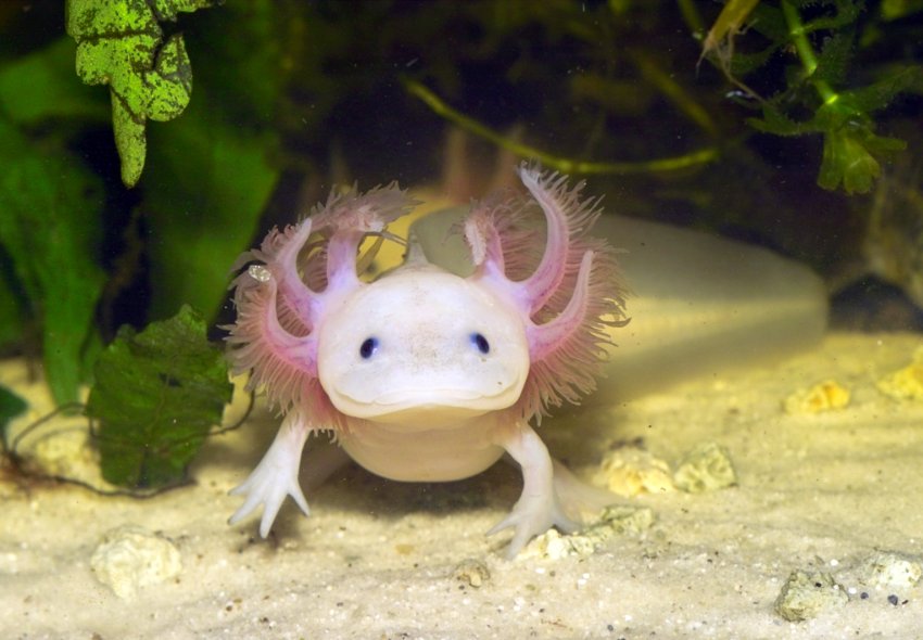 Axolotl, the creature which can regenerate pretty much regenerate ...