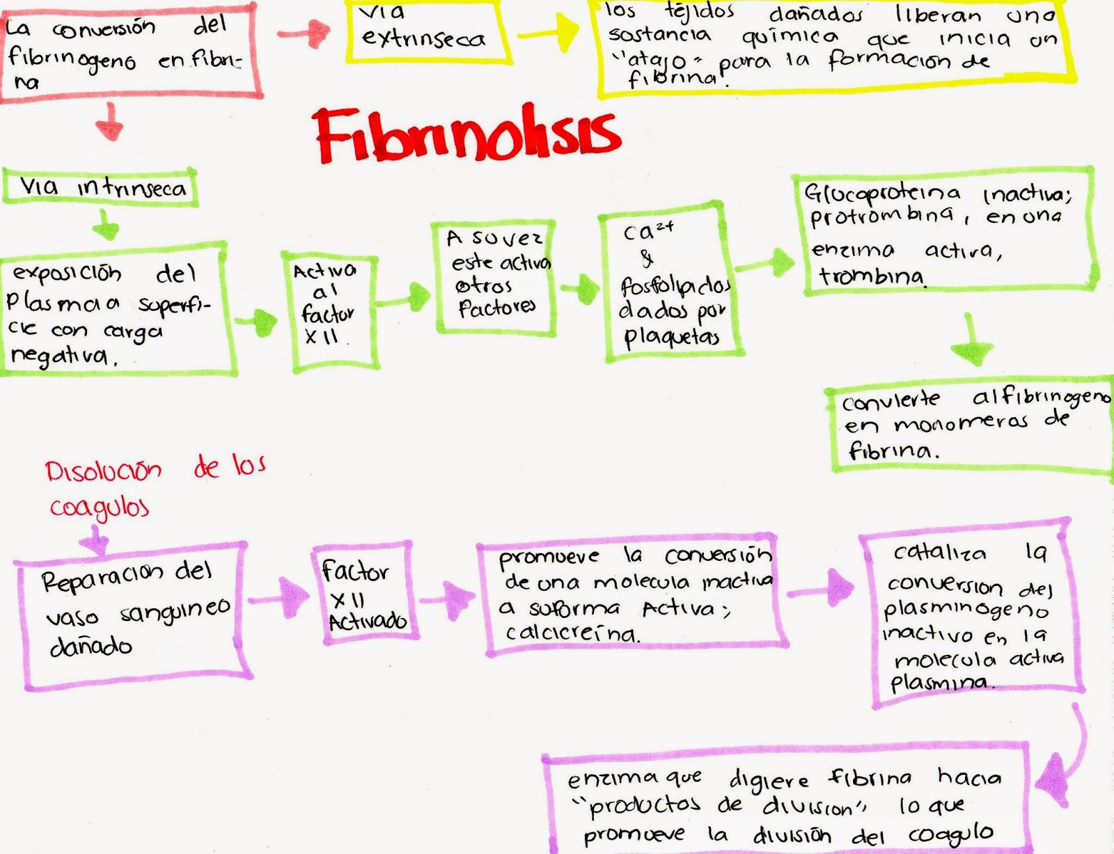 Blog de Fisiologia de Ana Virginia Medina Rodríguez II: Fibrinólisis 13 ...