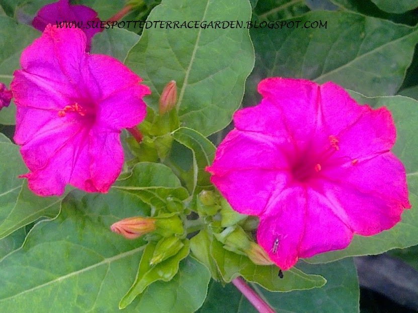Plants Growing In My Potted Garden.: How To Grow 4 o'clock / Mirabilis ...
