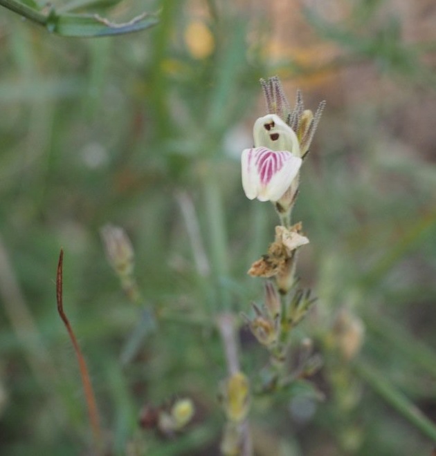 Species New to Science: [Botany • 2019] Justicia cubangensis & J ...