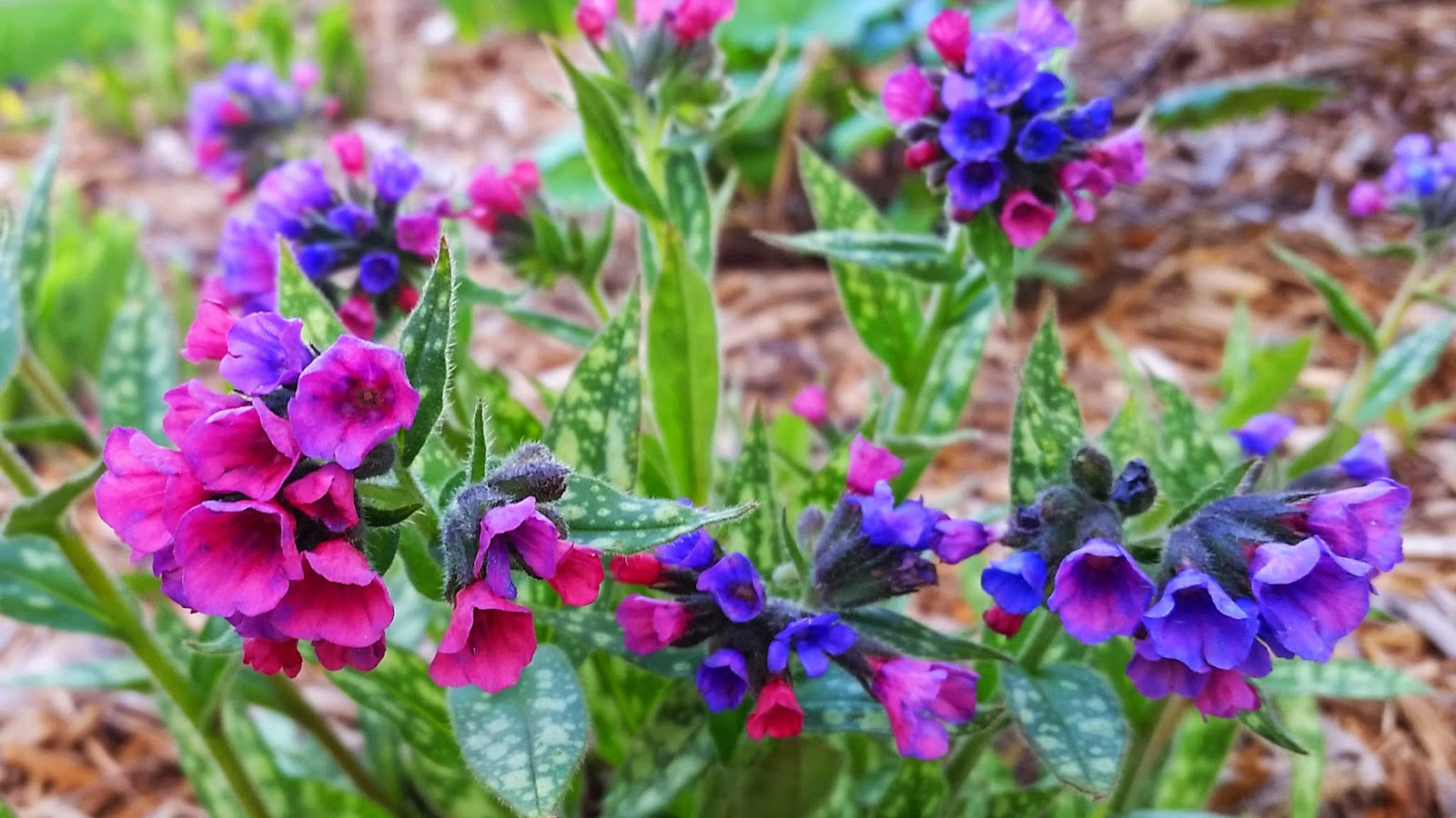 Pulmonaria officinalis - Planta Medicinal