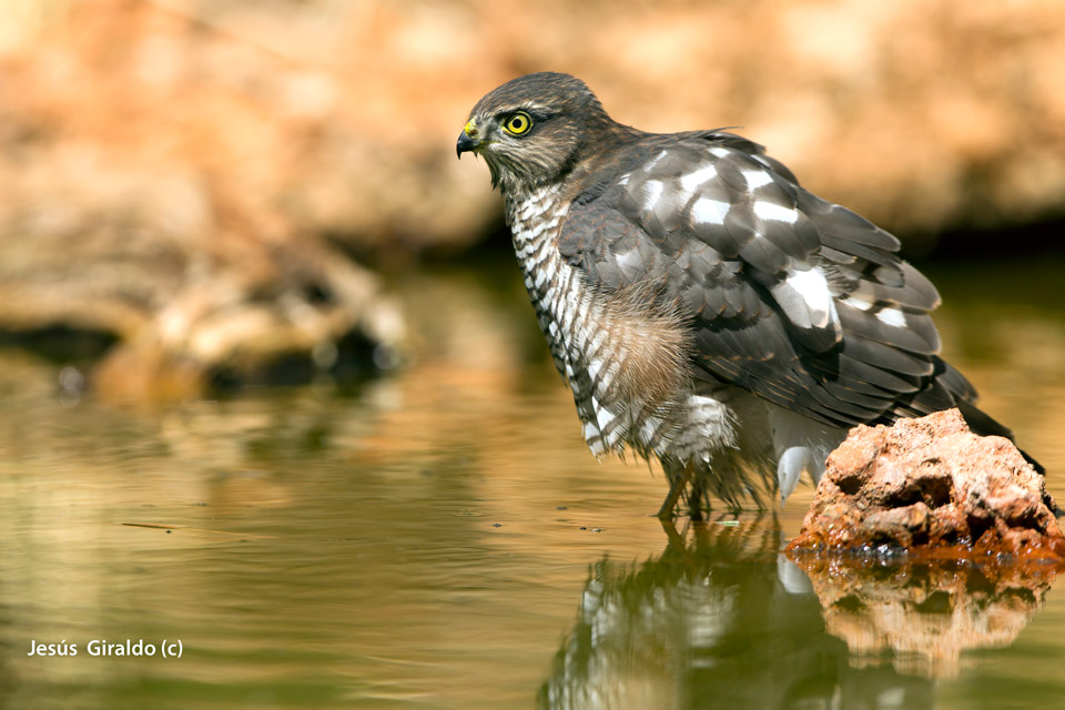 Jesús Giraldo Gutiérrez del Olmo. Visión natural: ACCIPITER NISUS ...