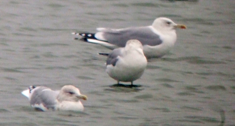 Birdwatch ID Blog: Roosting Caspian Gulls