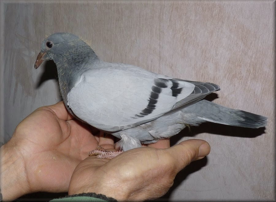 Pigeon Fever: PF 27 tot 30