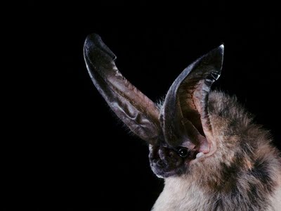 Funny World: Most Unique Bat Species