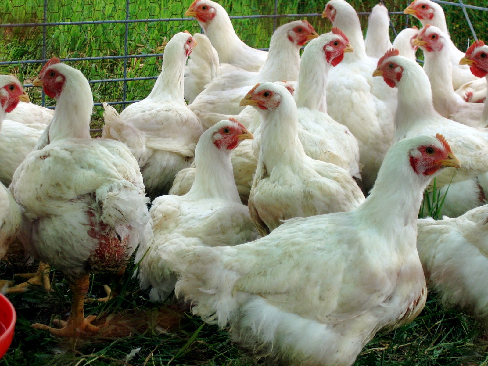 5 Chicken Breeds To Keep At Home