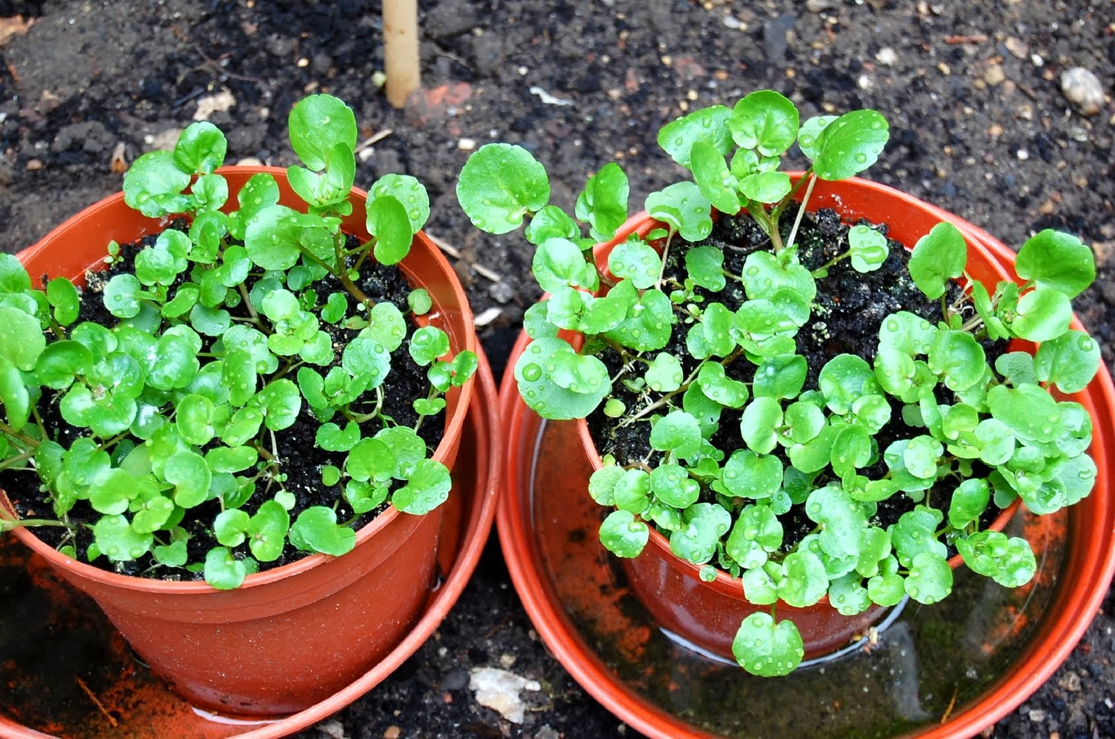 Seminte si plante de gradina hobby: Năsturelul-Nasturtium officianale
