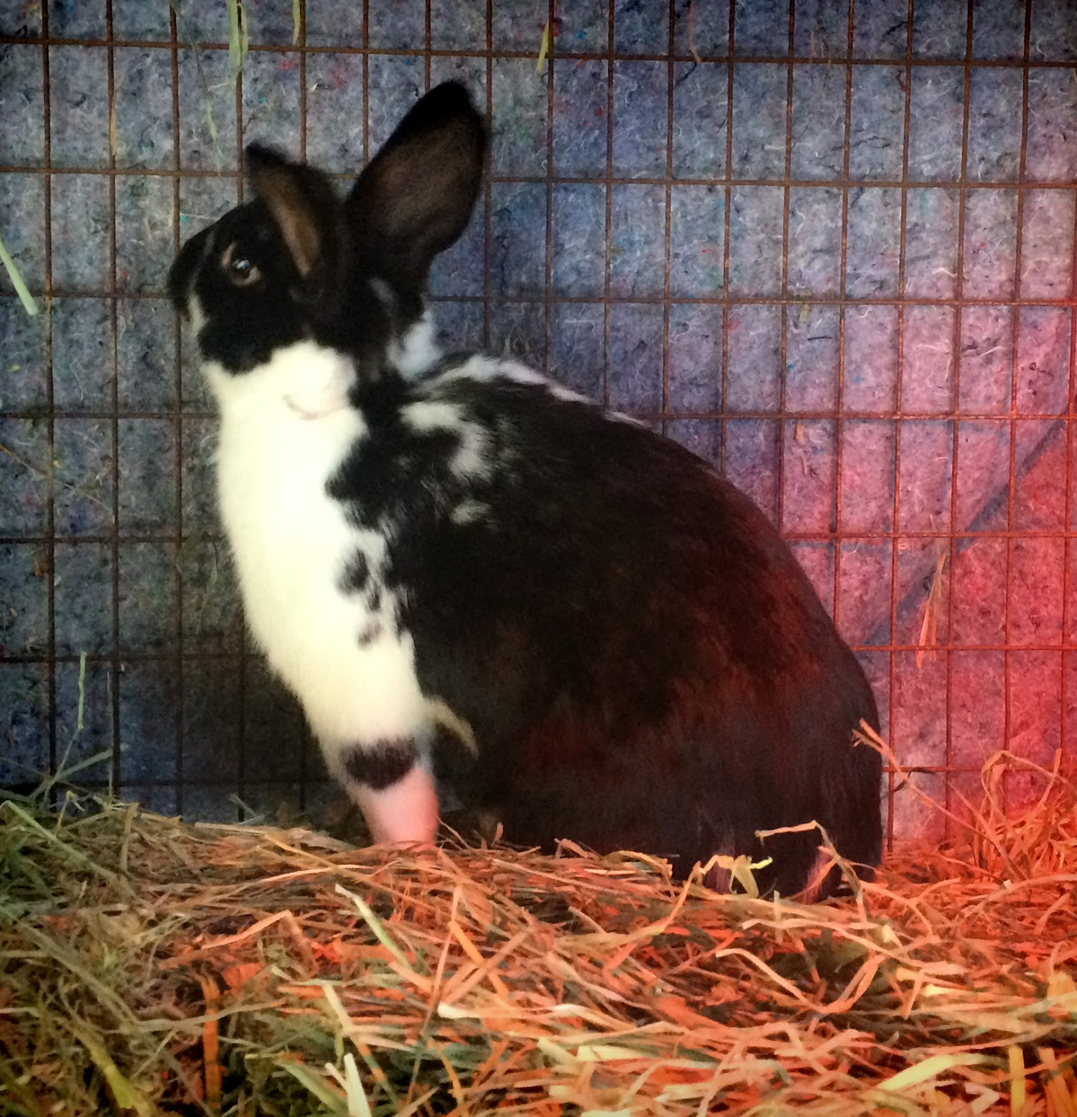 Grow Wild My Child: New Year. New (Fluffy) Adventures