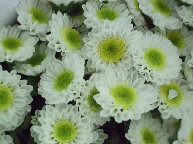 .: BALAI PENYULUHAN PERTANIAN (BPP) TANJUNSARI MERINTIS MENANAM BUNGA ...