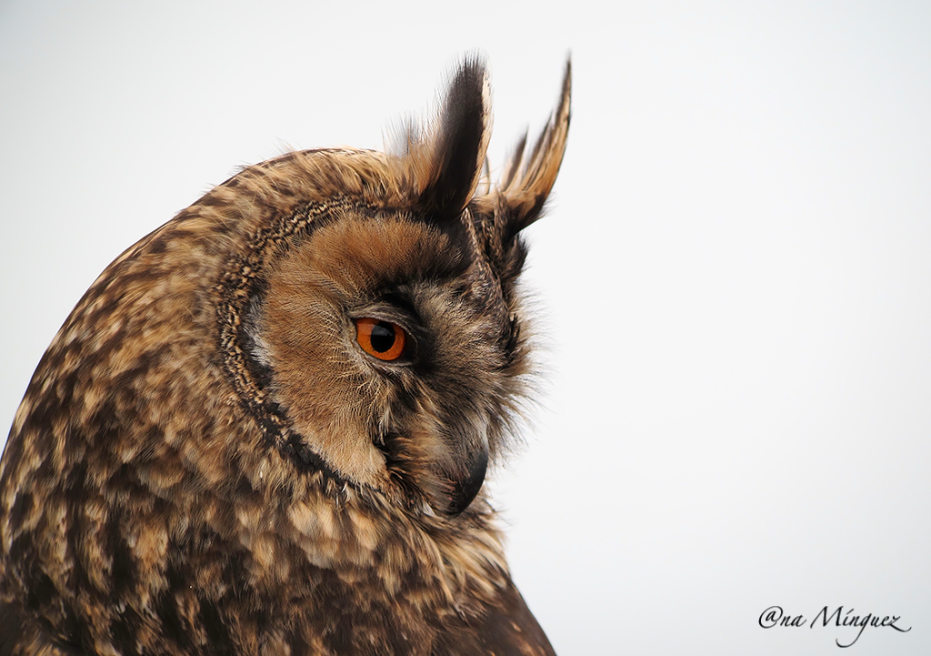 NATURANAFOTOS: Rapaces nocturnas..