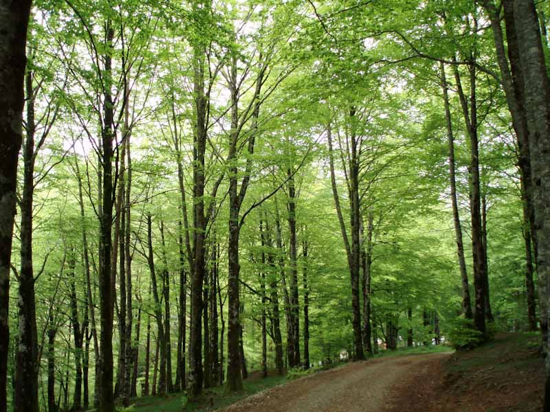 Hemingway, no sólo San Fermín