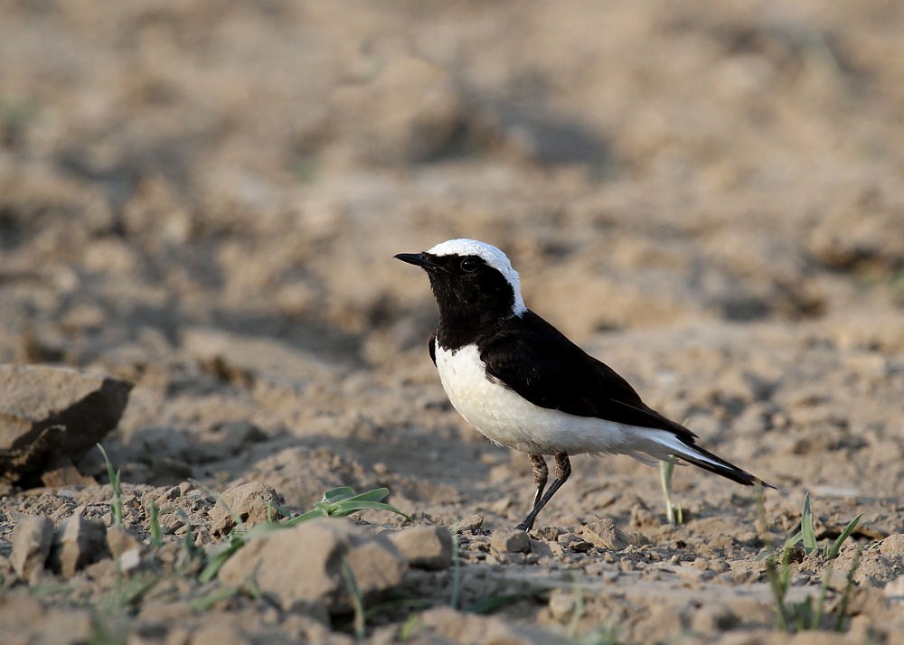 Richard Smith - Birdwatching Days Out: ROMANIA, Sinoe, Constanta, Part ...