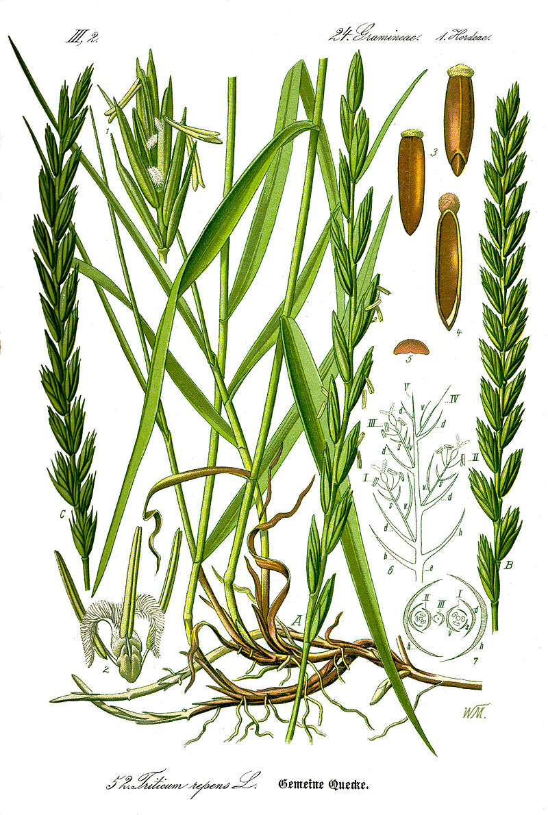 Niesamowite właściwości natury: Niezwykłe właściwości perzu -pospolity ...