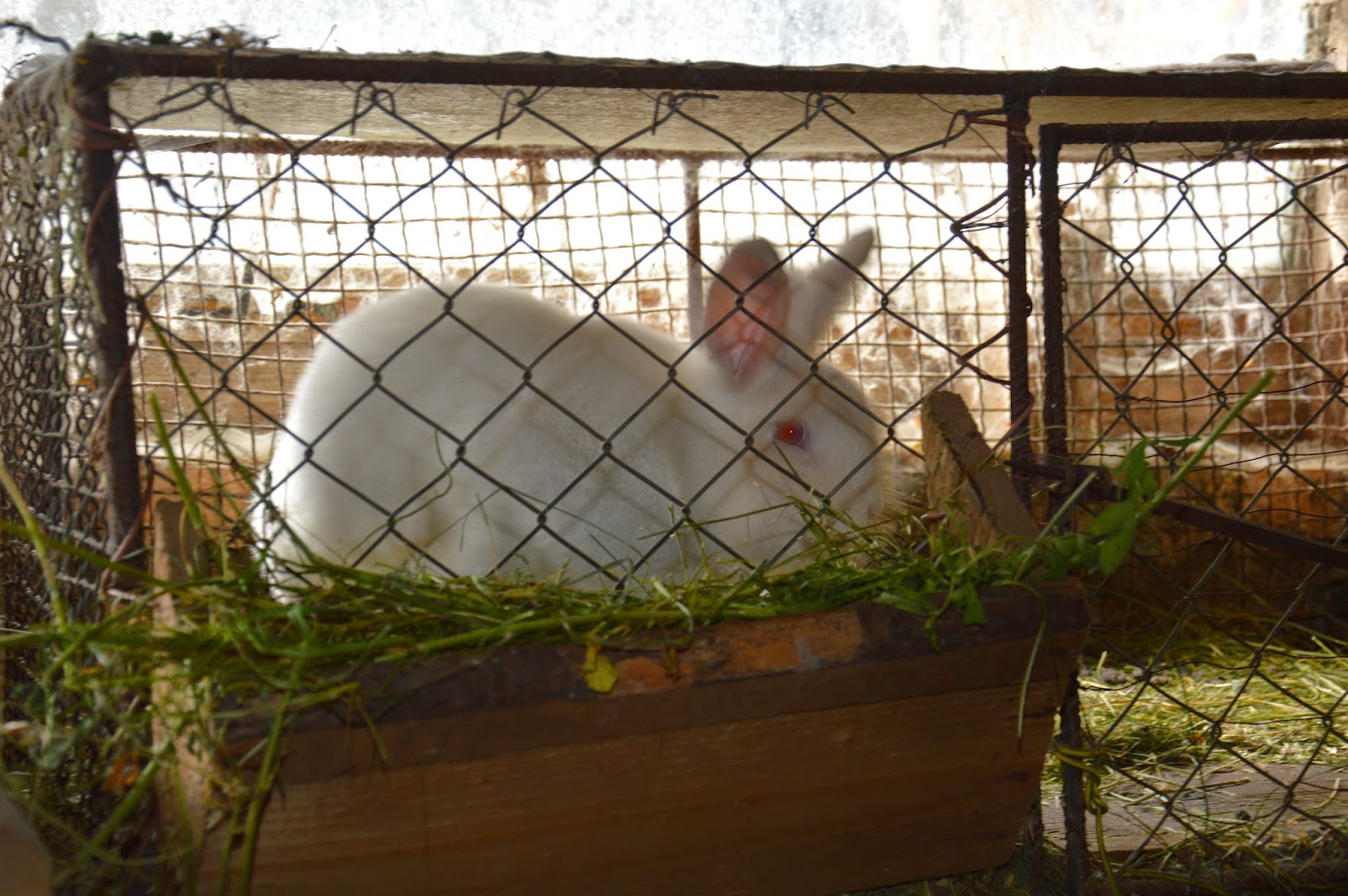 Dar!: Cu familia parintelui Grigorie Maja, Ceanu Mic, Cluj