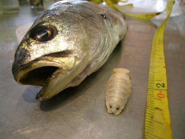 Beaked Salmon - Fishes