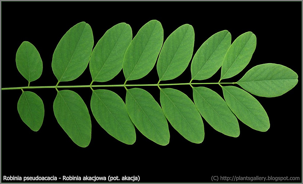 Plant Gallery - Encyklopedia Roślin: Robinia pseudoacacia - Robinia ...