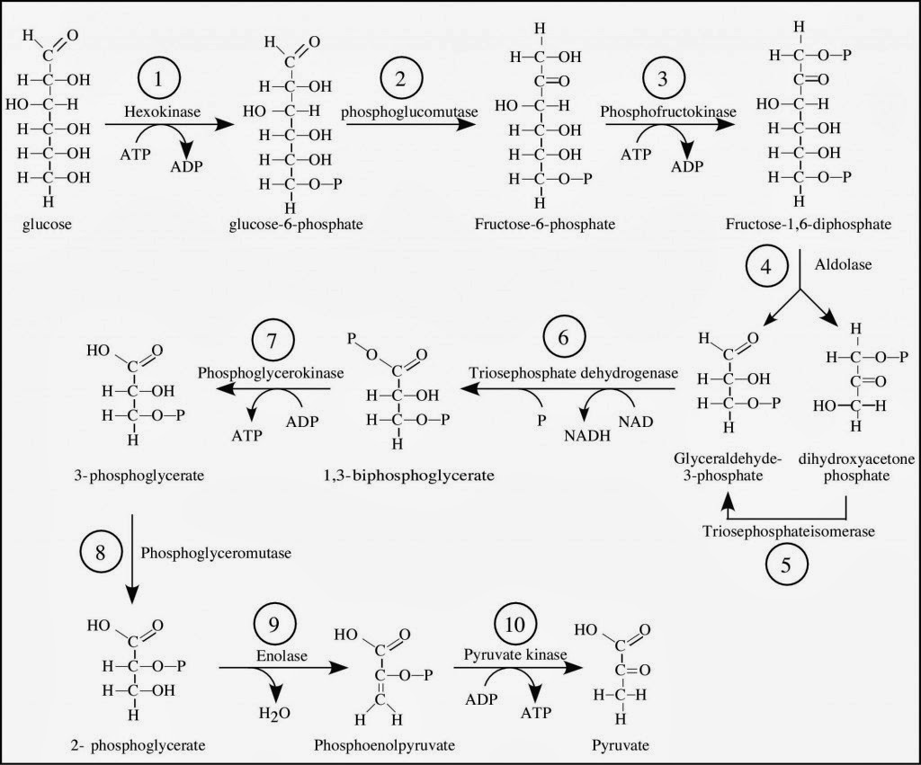 Glikolisis | BIOLOGI