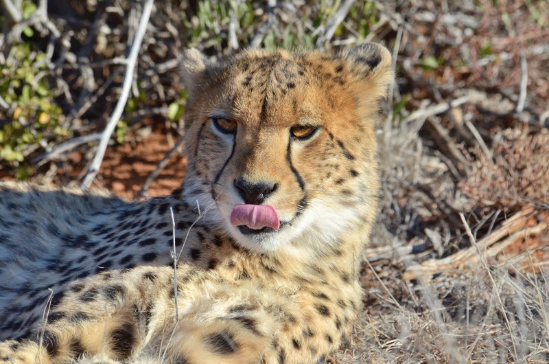 Far and Wild Safaris Blog: Samara Private Game Reserve – Eastern Cape