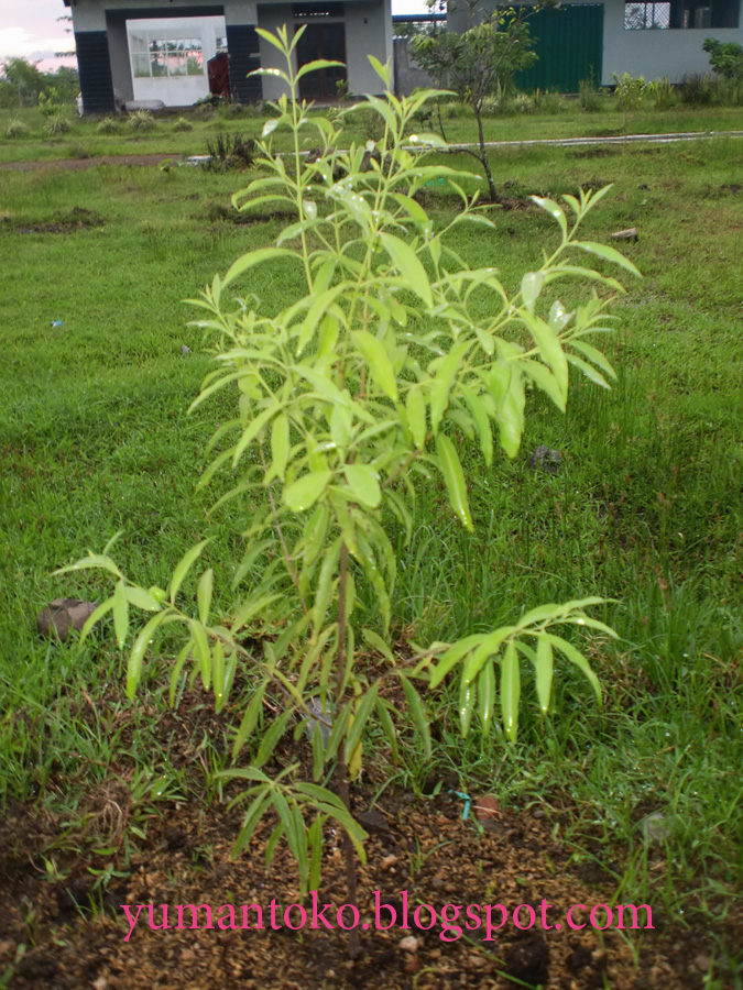 info yummy: Perbedaan Pertumbuhan Pohon Cendana (Santalum Album) yang ...
