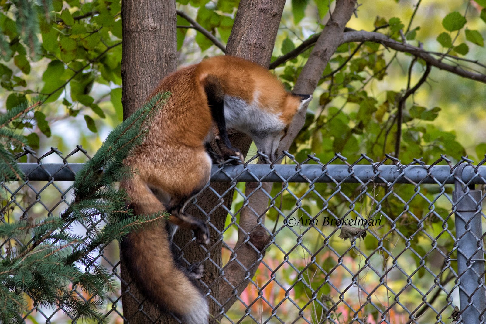 Ann Brokelman Photography: Red Fox - spent lots of time climbing