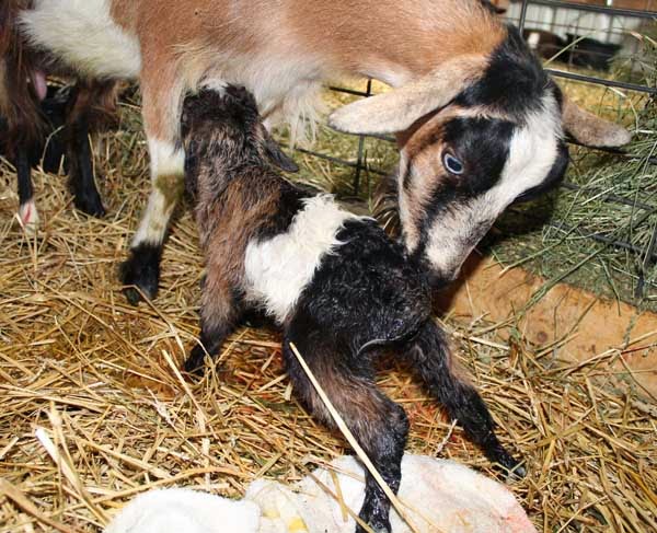 Antiquity Oaks: June 2014