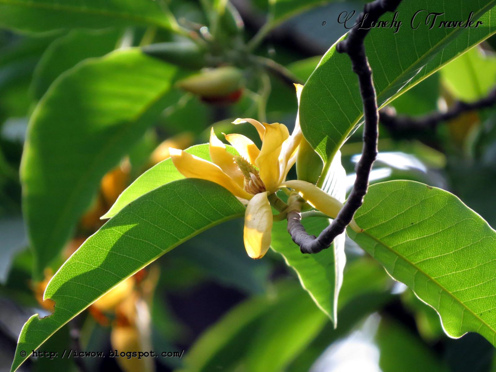 Swarna chapa - Magnolia champaca
